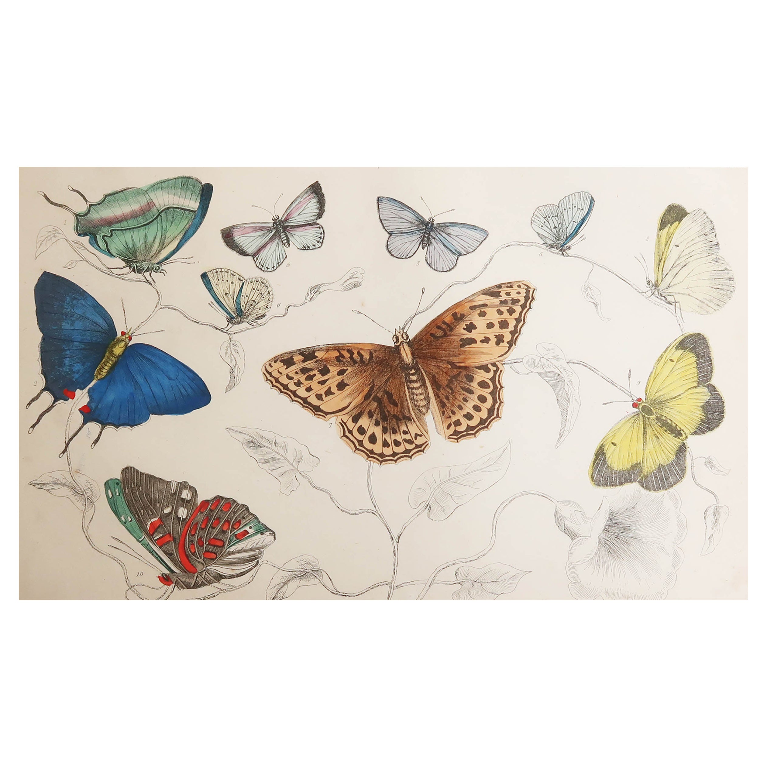 Original Antique Print of Butterflies, 1847, Unframed For Sale at 1stDibs