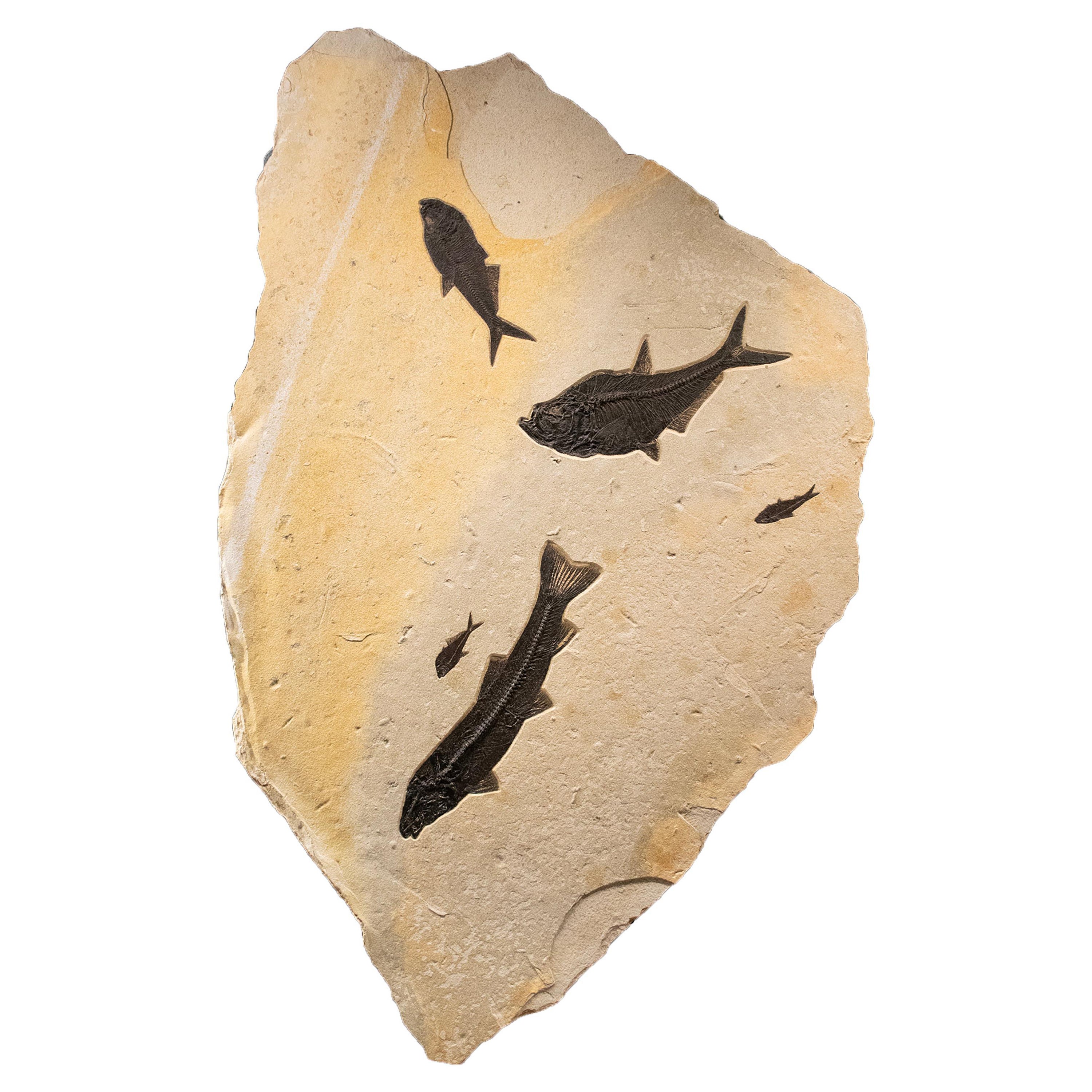 50 Million Year Old Fossil Crocodile Specimen (Green River Formation ...