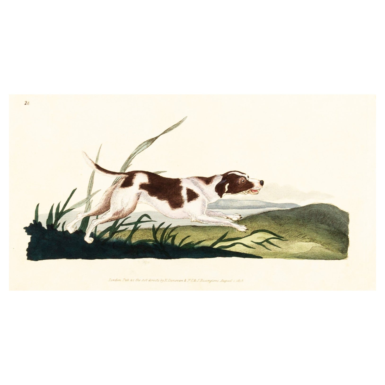 Handcoloured Copperplate E. Donovan and F.C. and J. Rivington Dec 1818 ...