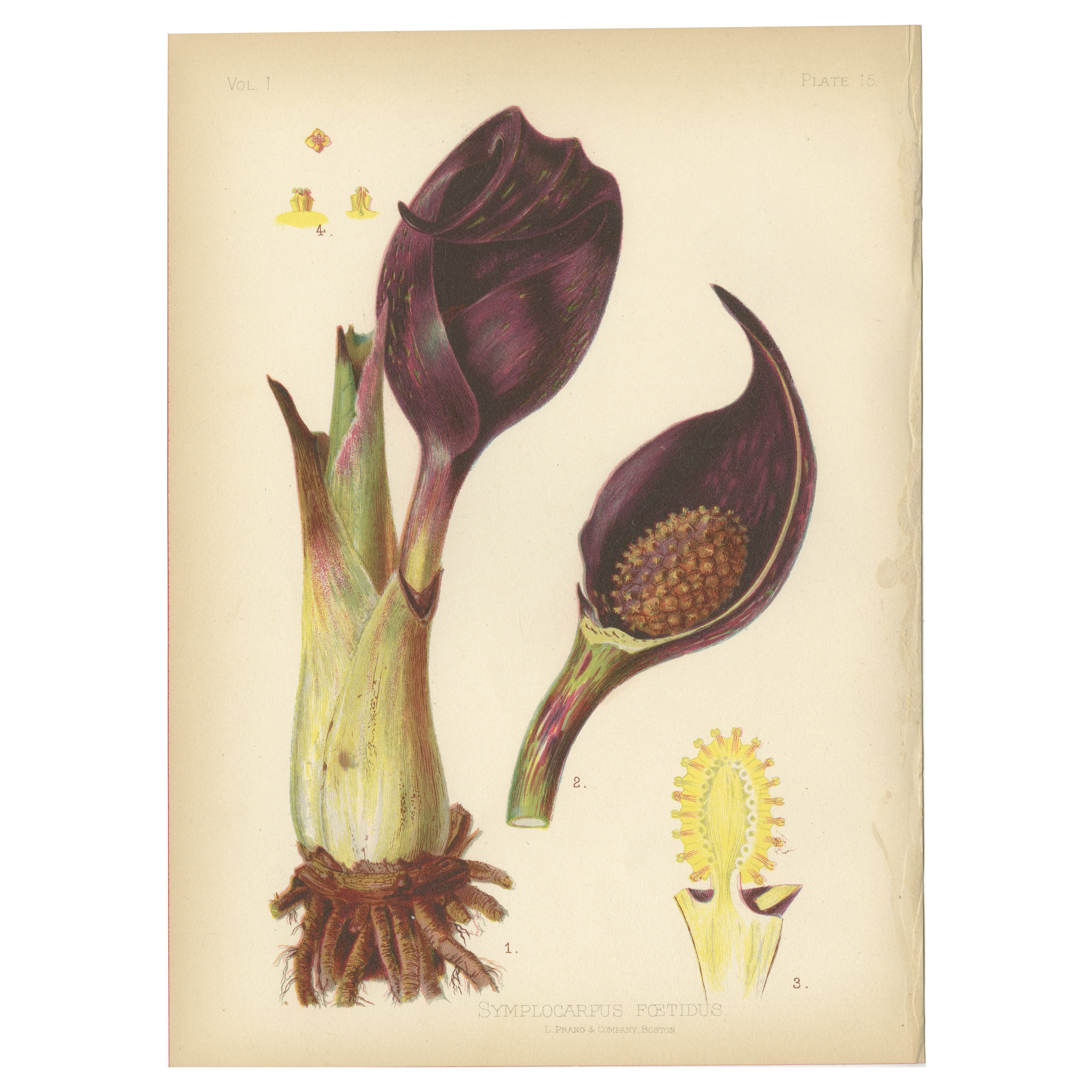 Unfolding Mystery: The Skunk Cabbage (Symplocarpus foetidus), 1879 at ...