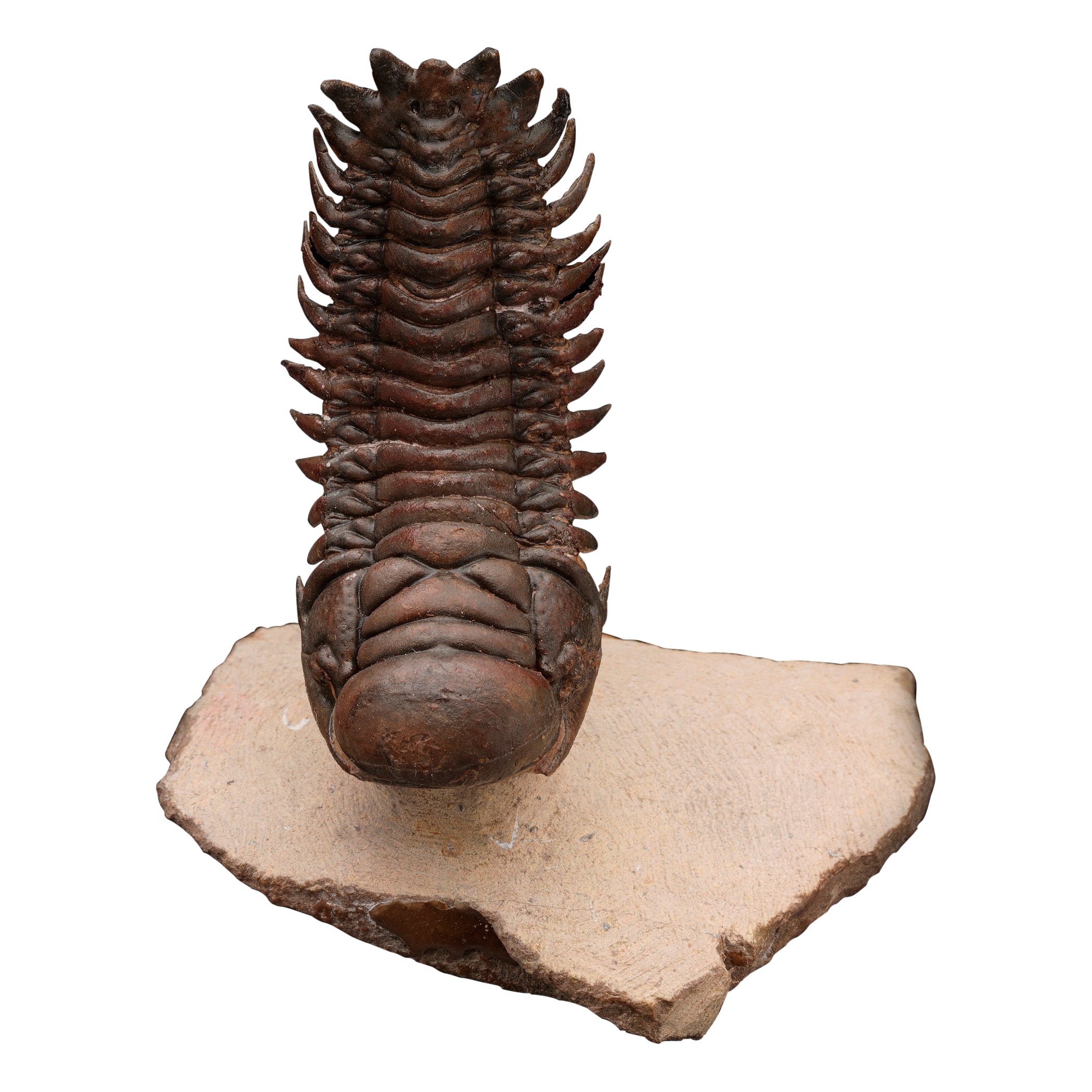 Mosasaurus Jaw Section from Morocco '90 Million Years Old' in Custom ...