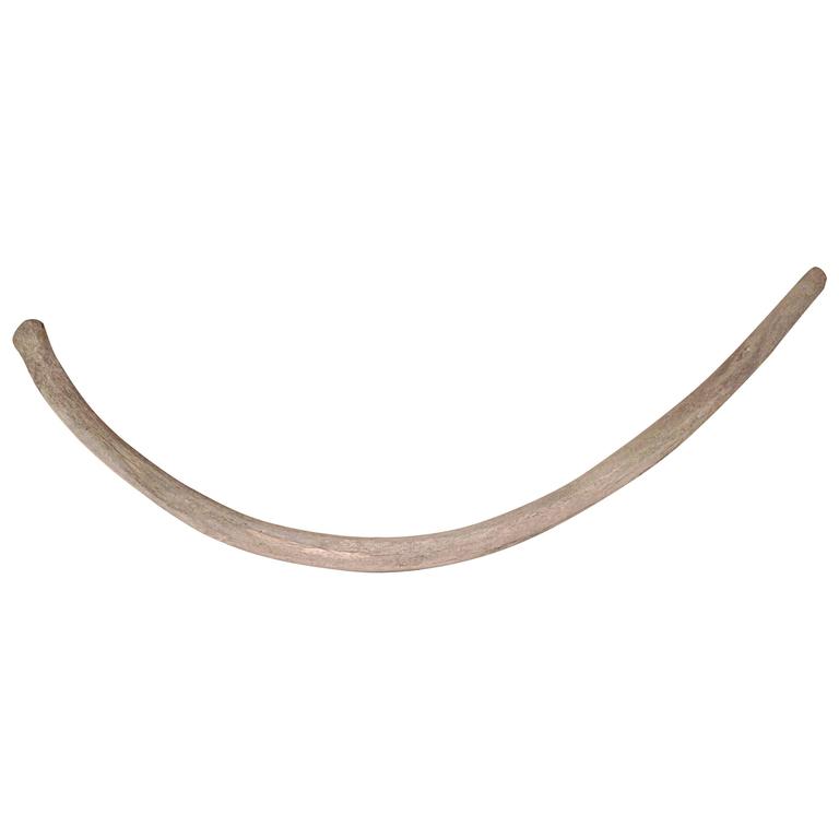 Large 19th Century Whale Rib Bone For Sale at 1stDibs | whale rib bone ...