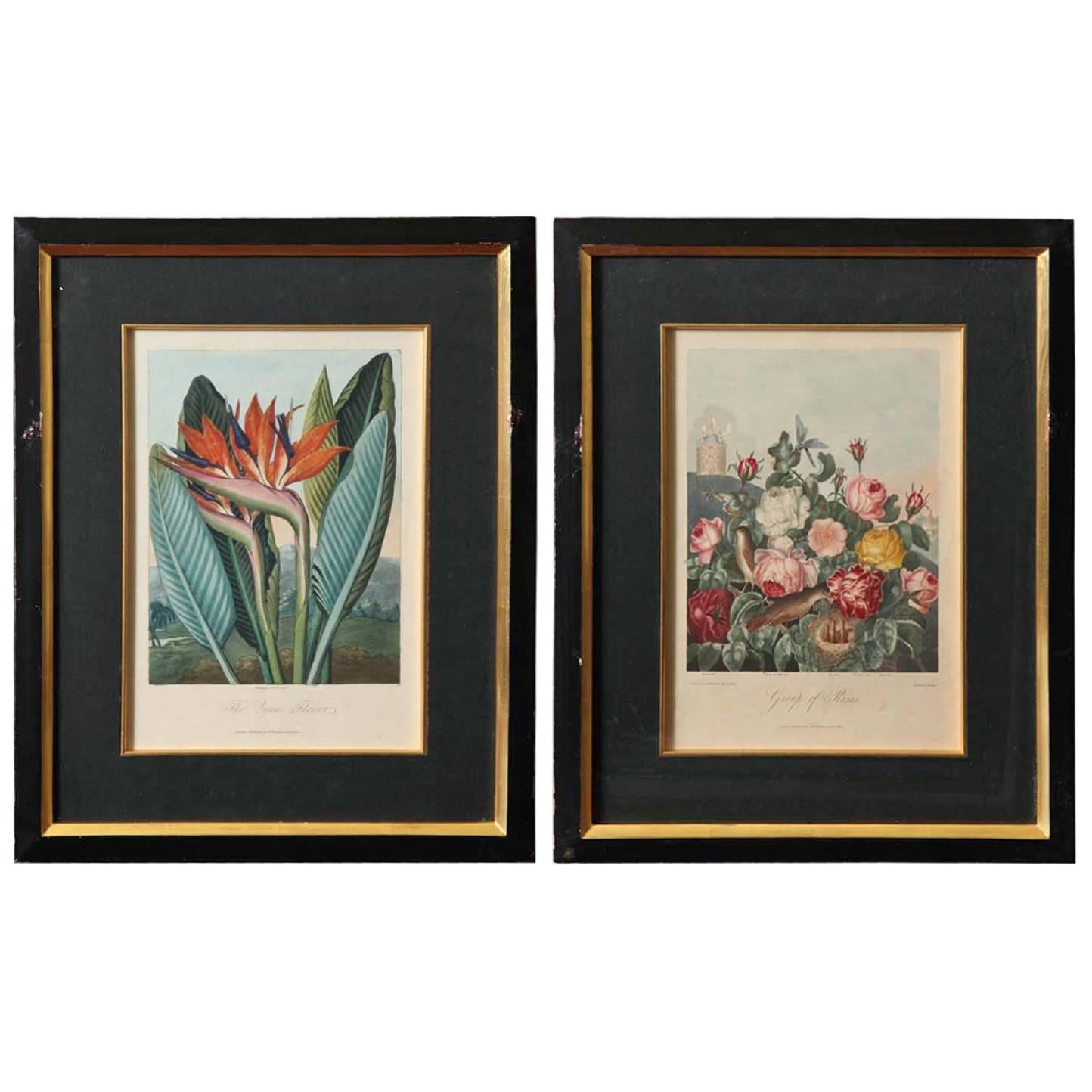 Dr. Robert John Thornton Botanical Prints, 1812 For Sale at 1stDibs