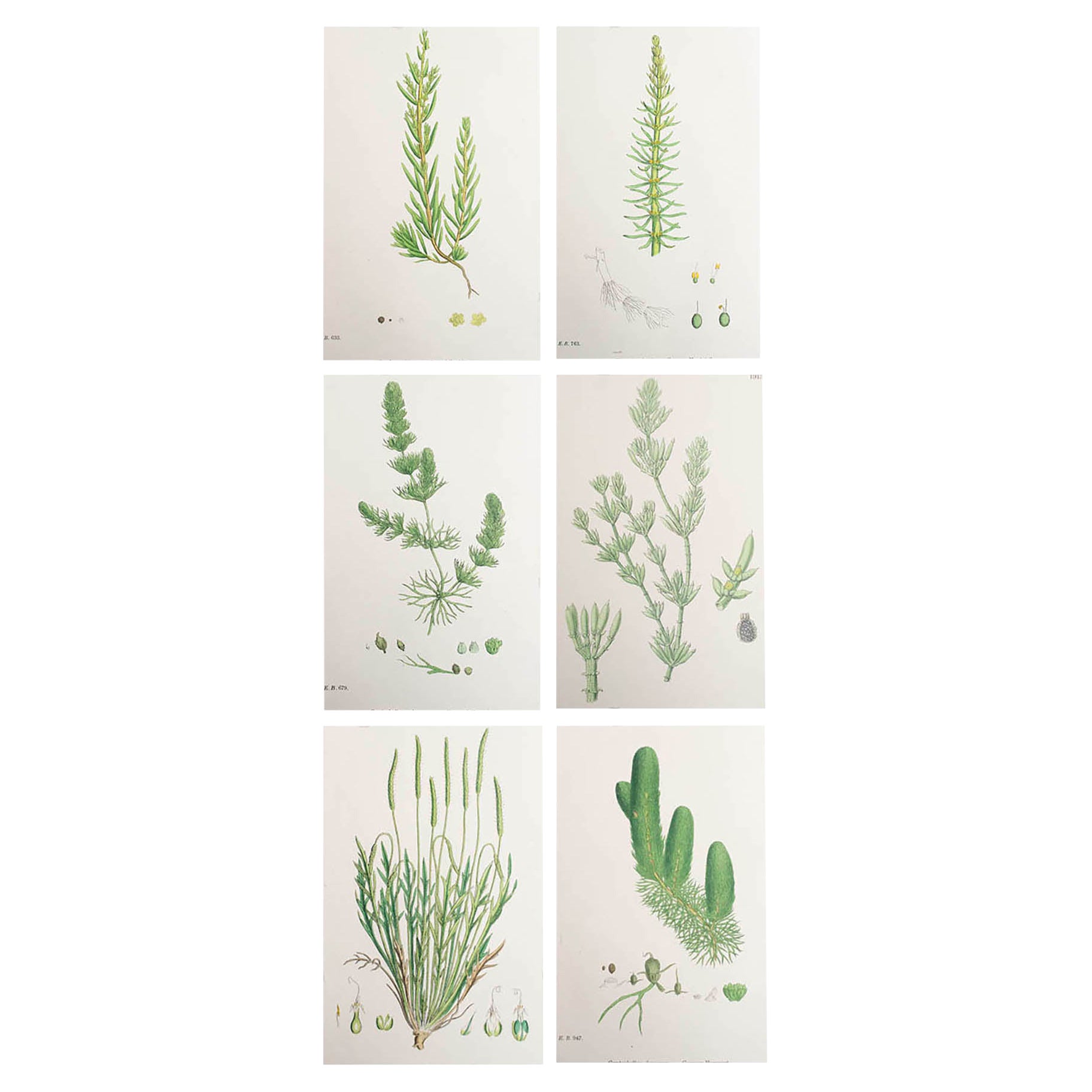 Pair of Botanical Rose Prints after Pierre-Joseph Redoute at 1stDibs ...