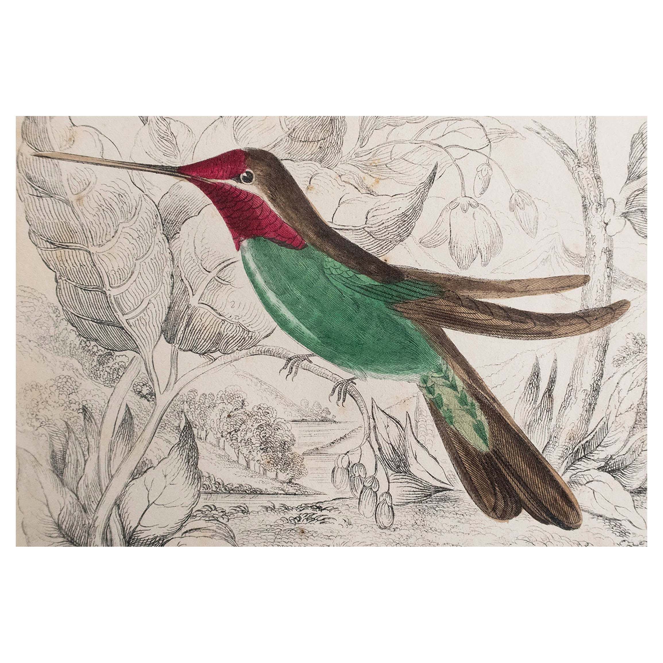 Original Antique Print of a Hummingbird, 1847 'Unframed' For Sale at ...