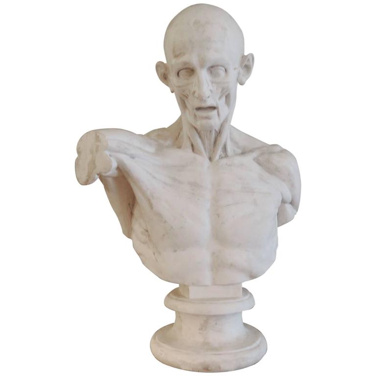Academy Study of a Flayed Bust in Plaster French, circa 1900 at 1stDibs
