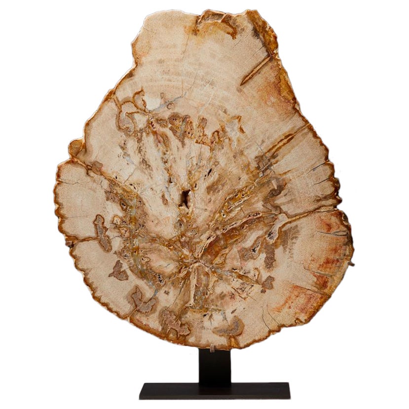 Exquisite Petrified Wood from Africa: A Timeless Masterpiece For Sale ...