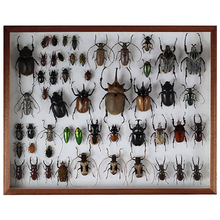 Collection of Taxidermy Beetles at 1stDibs