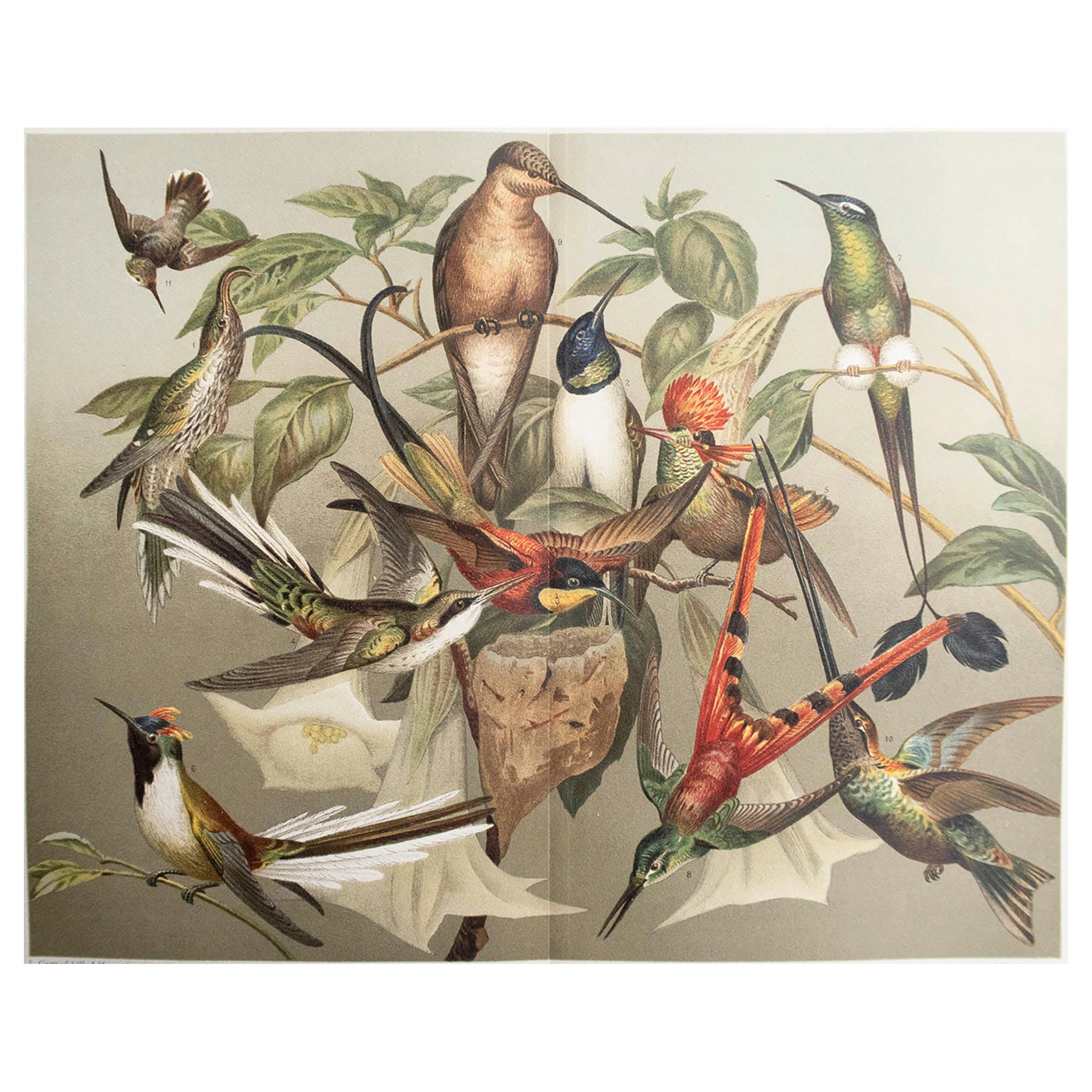 Original Antique Print of Hummingbirds. C.1900 For Sale at 1stDibs