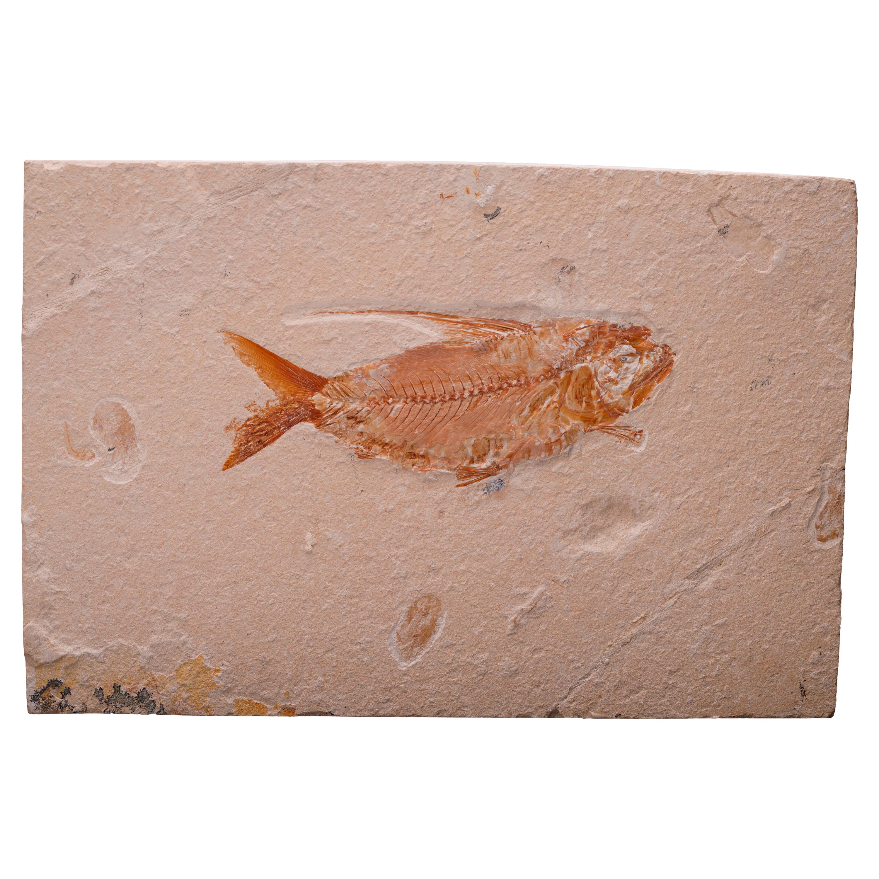 Fossilized Fish from Lebanon For Sale at 1stDibs