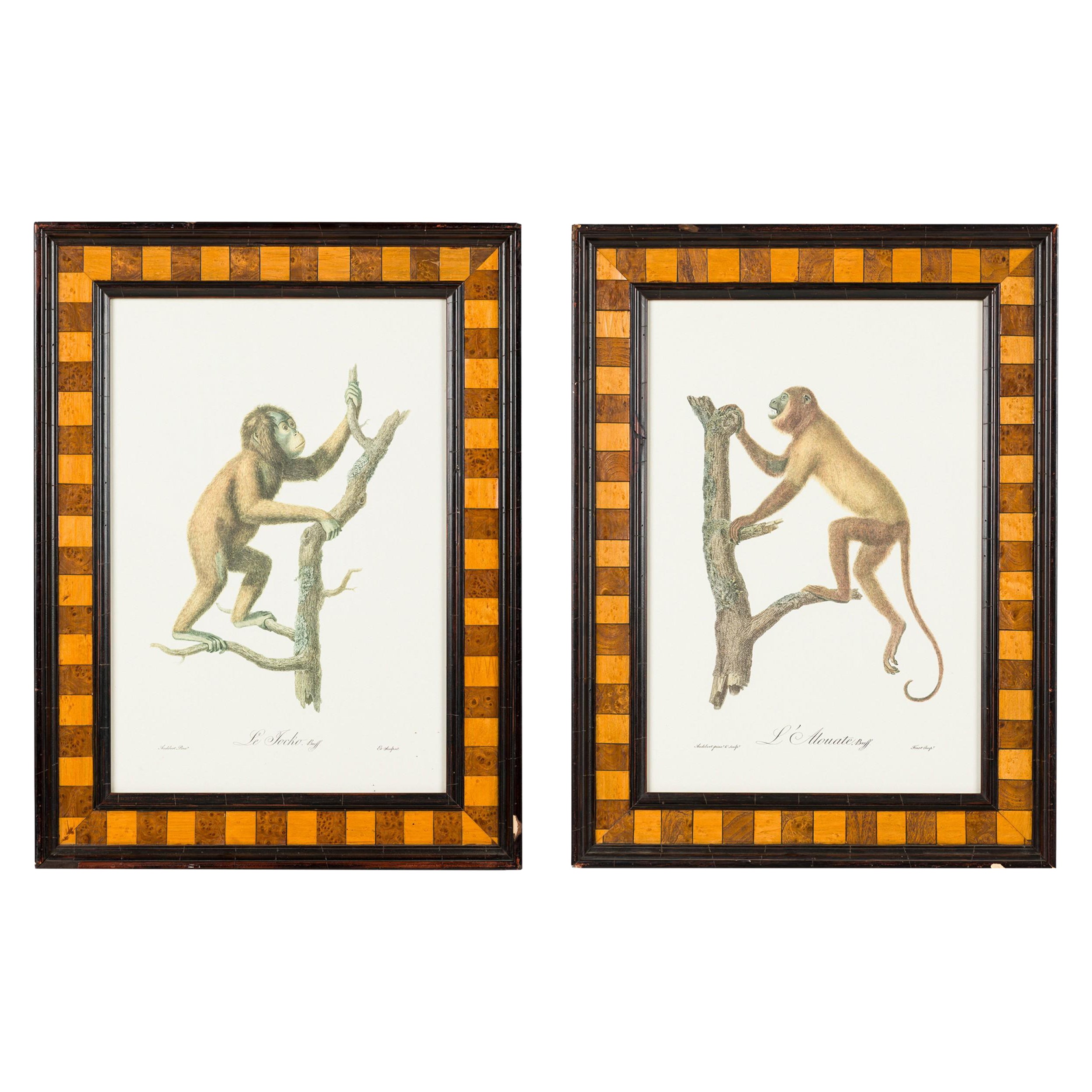 Pair of English Victorian Monkeys Prints For Sale at 1stDibs