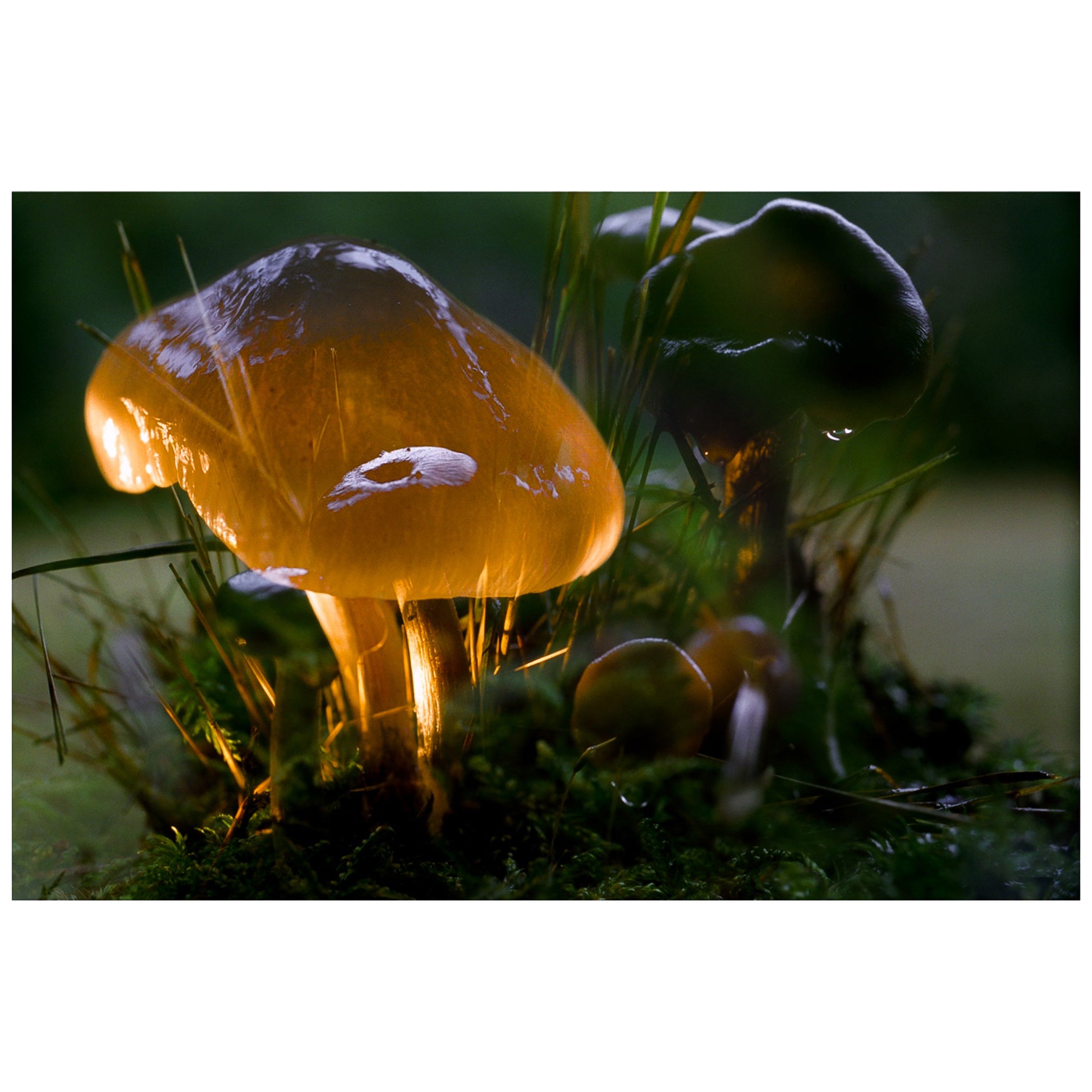 Peter Fischli and David Weiss "Untitled (Mushroom), 2006" Limited ...