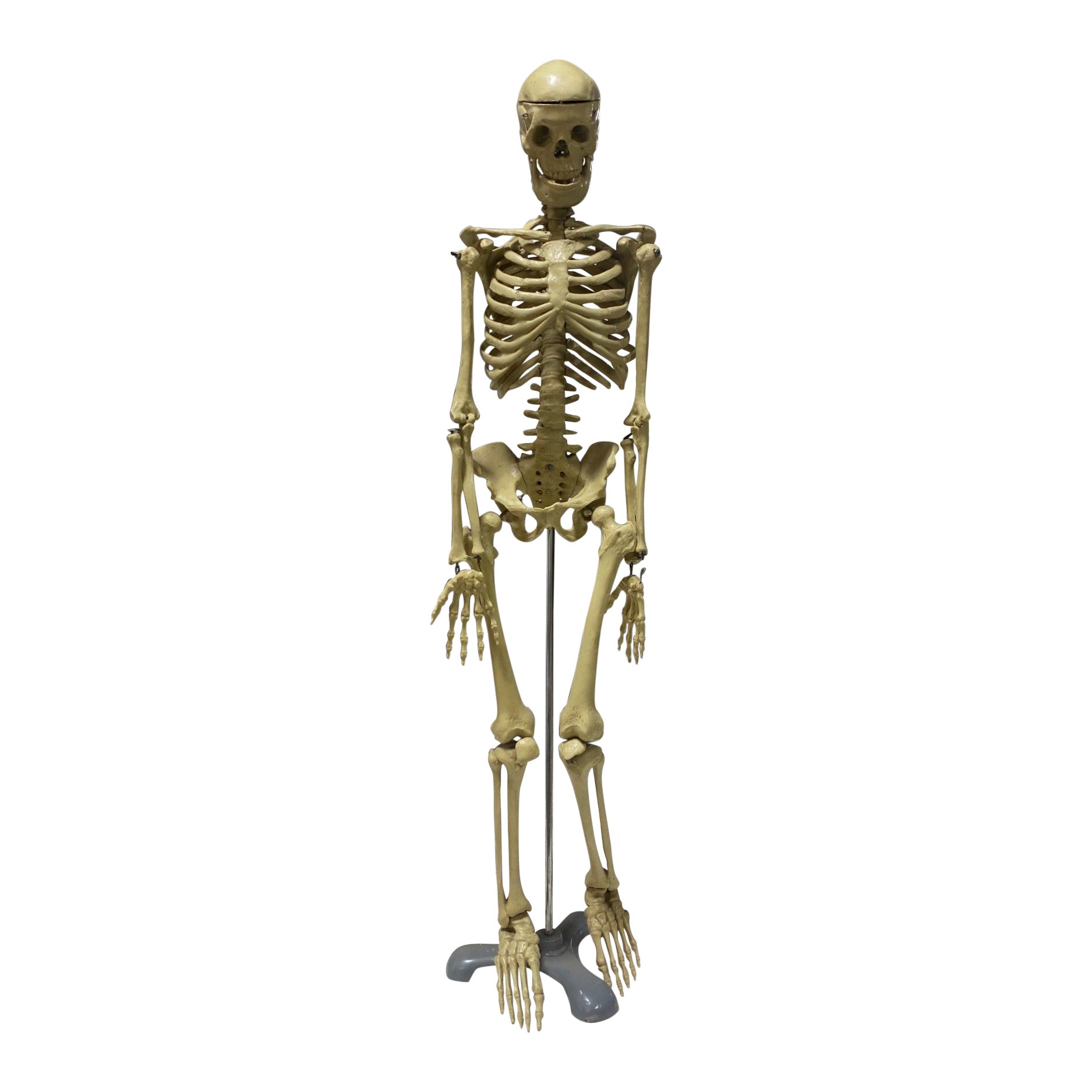 Anatomic Model Human Skeleton Sculpure on Display Stand For Sale at 1stDibs