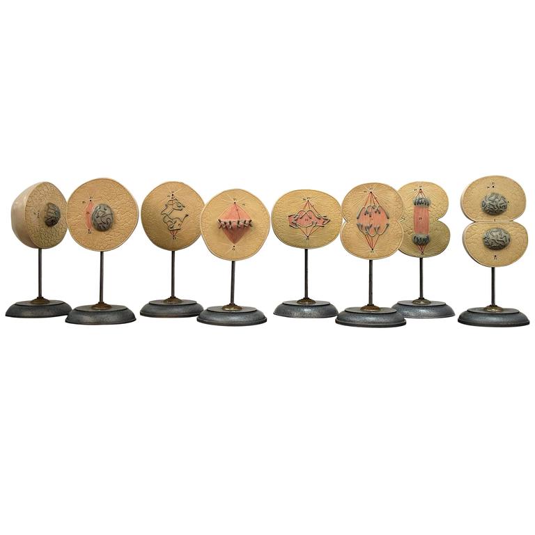 1960s Complete Set Of Mitosis Cell Division Models For Sale At 1stdibs 1960s-complete-set-of-mitosis-cell-division-models-for-sale-at-1stdibs