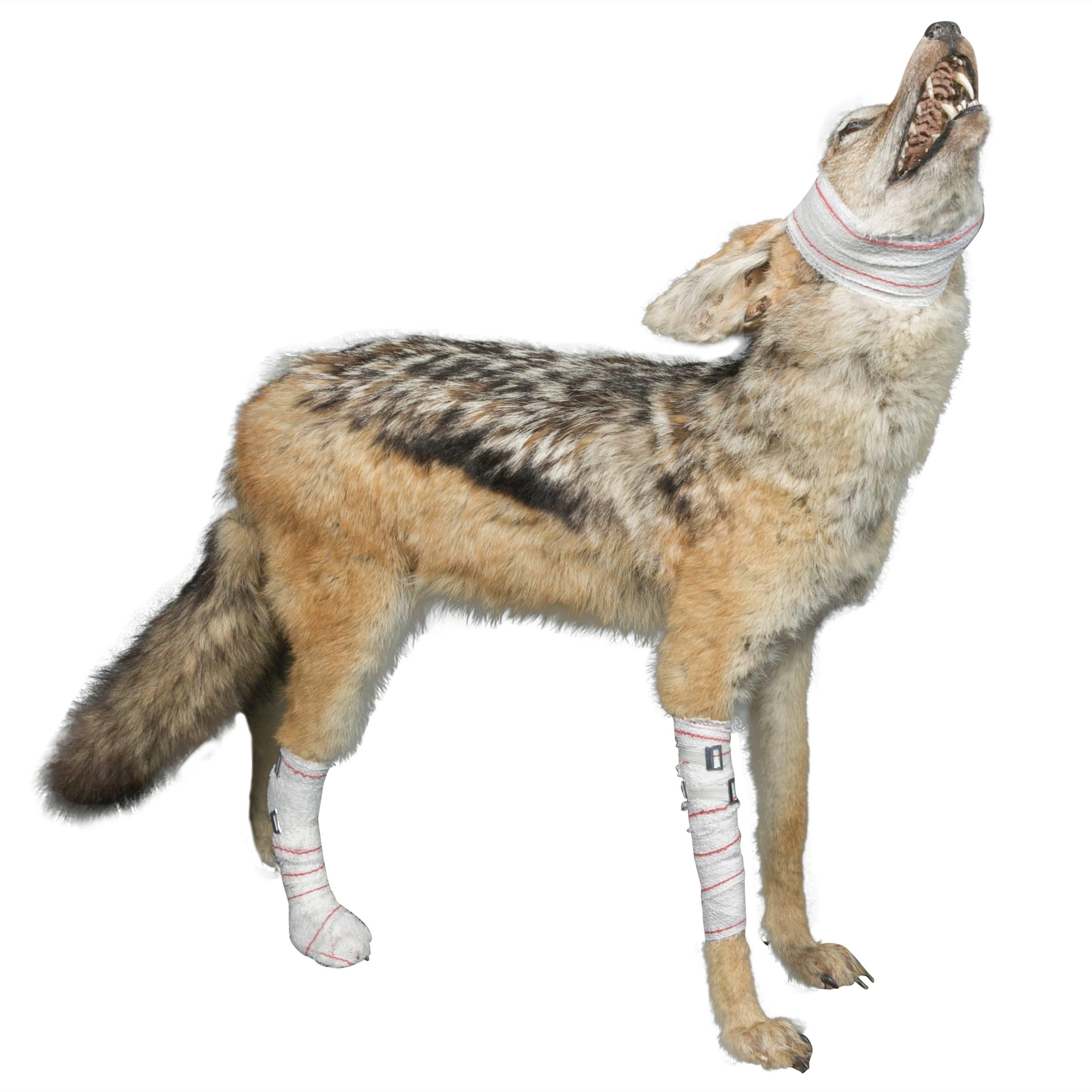 Naturalized Howling Jackal Sculpture Designed by Pascal Bernier ...