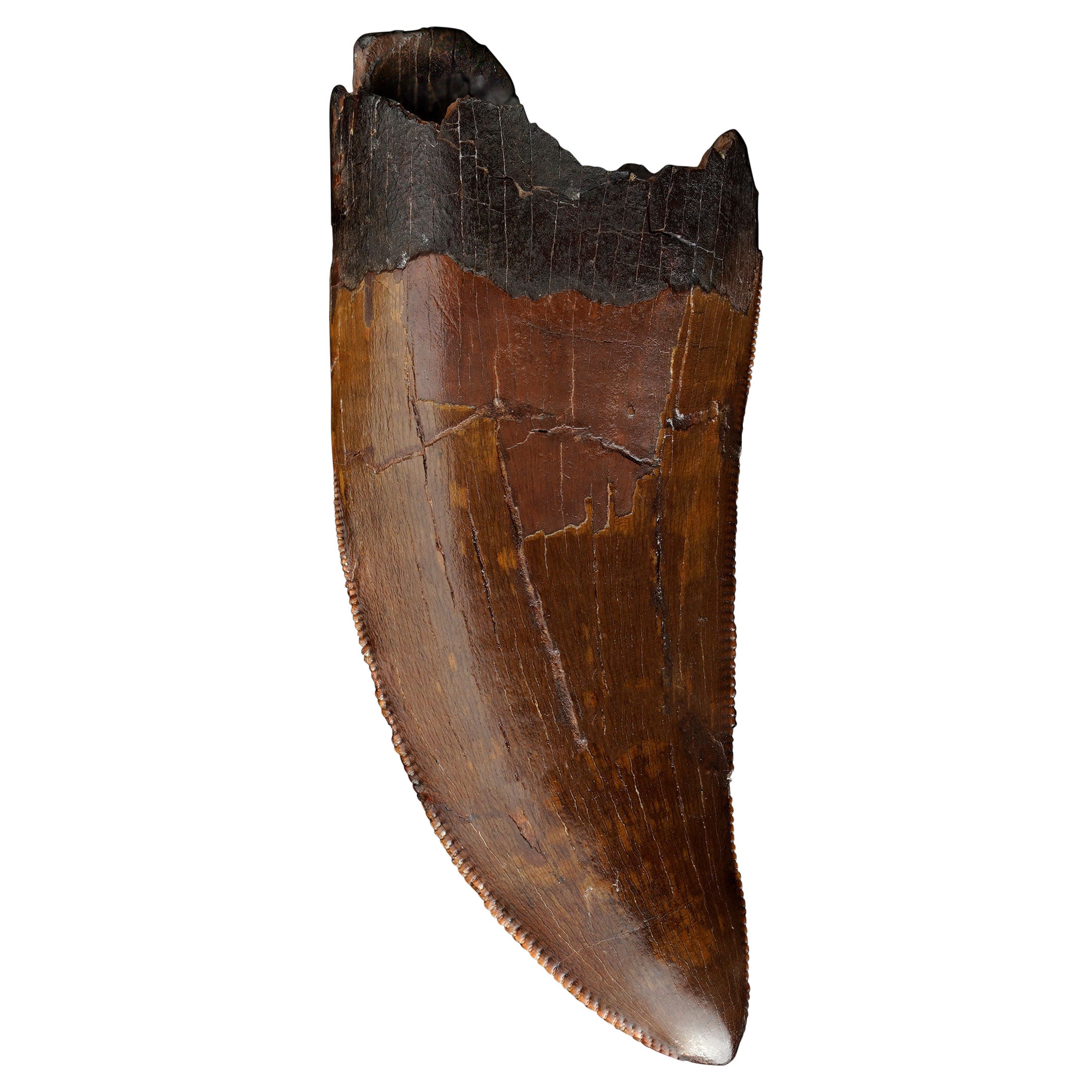 T-Rex Tooth (Tyrannosaurus Rex Tooth) For Sale at 1stDibs
