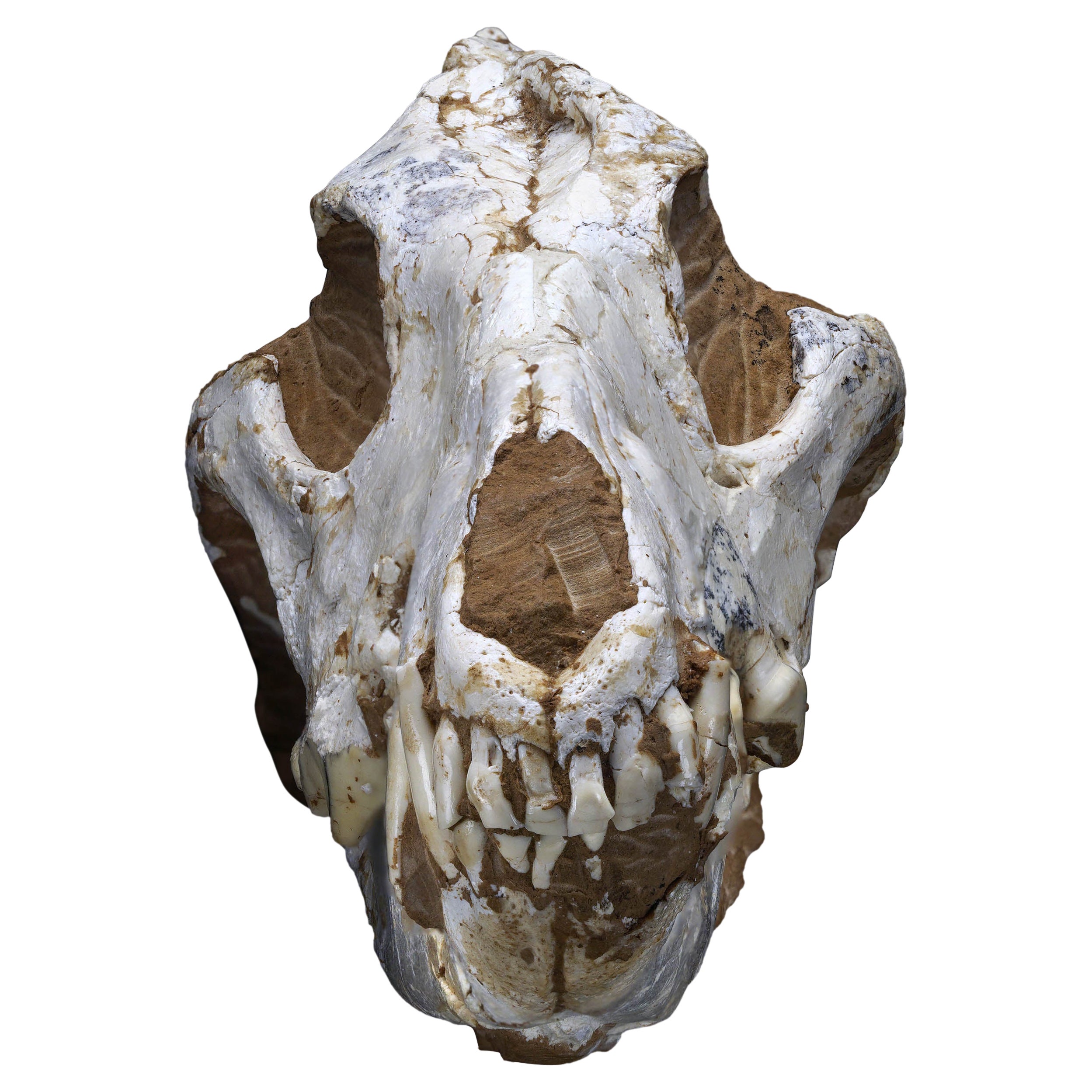 Fossilized Dire Wolf Skull - 2.36 lb For Sale at 1stDibs