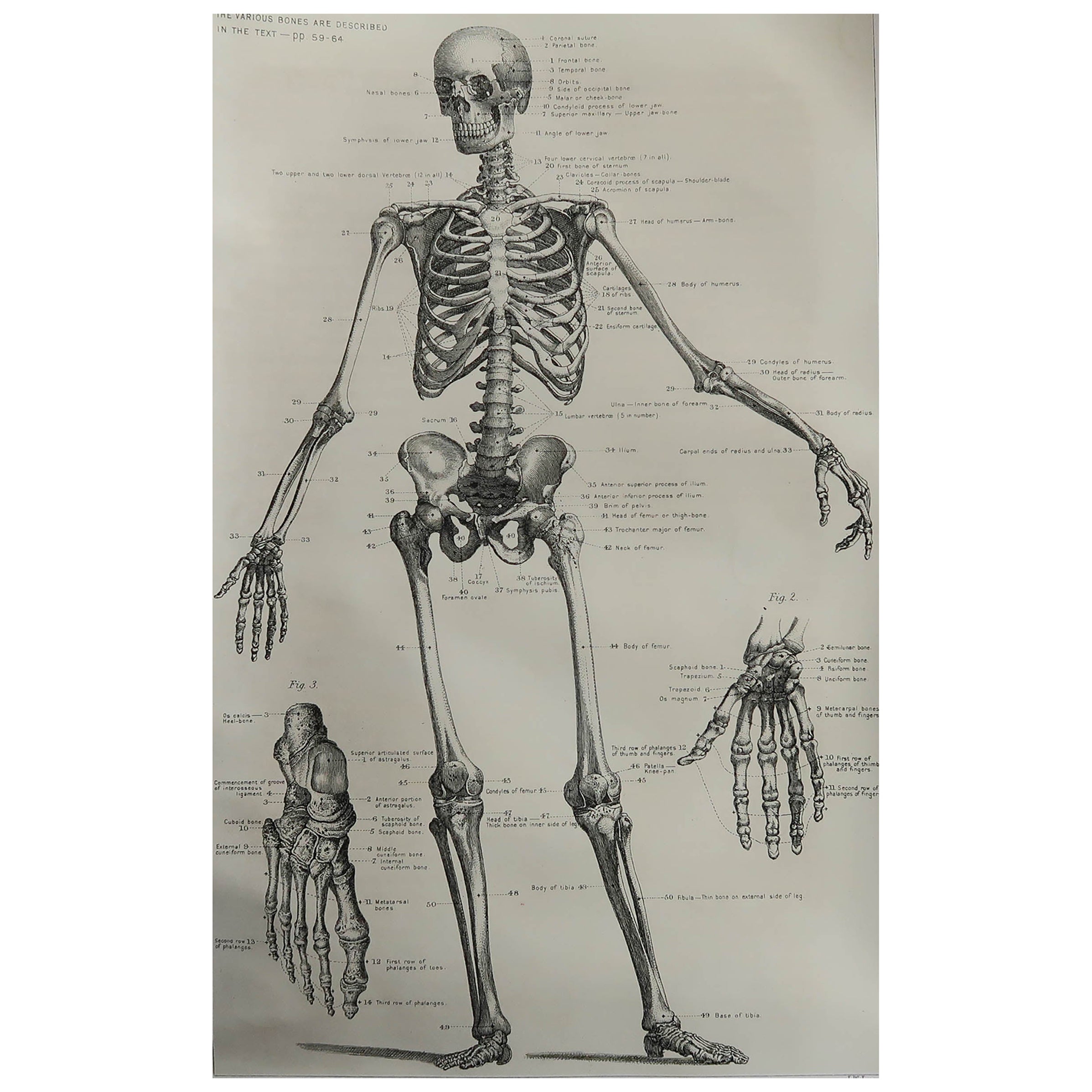 Original Vintage Medical Print-Skeleton, circa 1900 For Sale at 1stDibs
