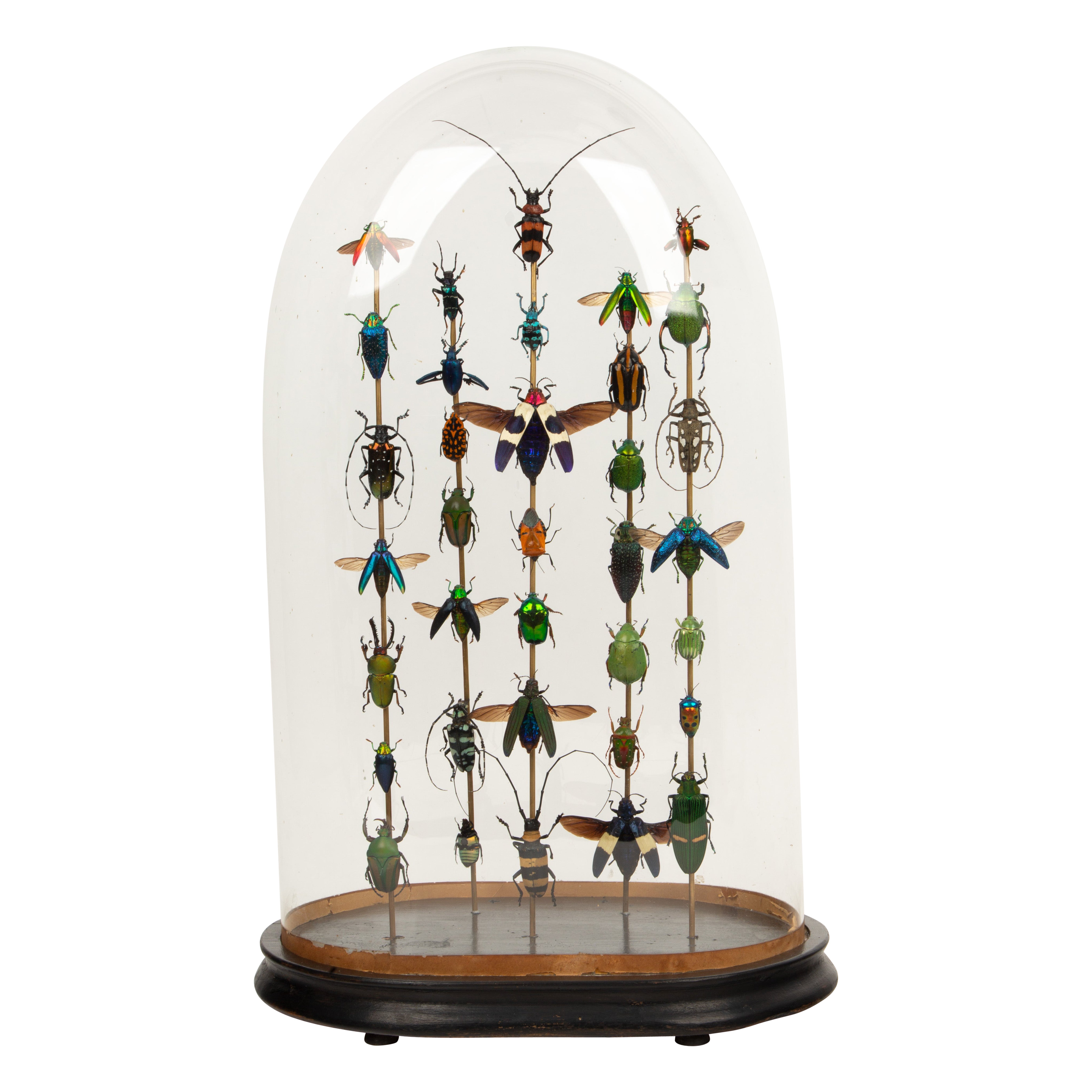 Nature’s Jewels: 19th-Century Glass Globe with Iridescent Beetles by ...