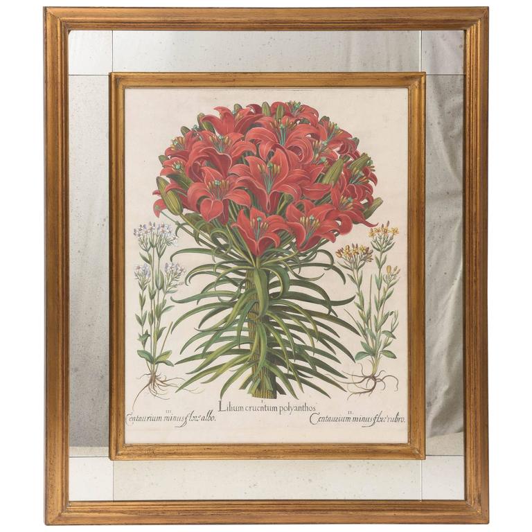 Basilius Besler, circa 1613 Lilium in Full Bloom with Vibrant Red ...