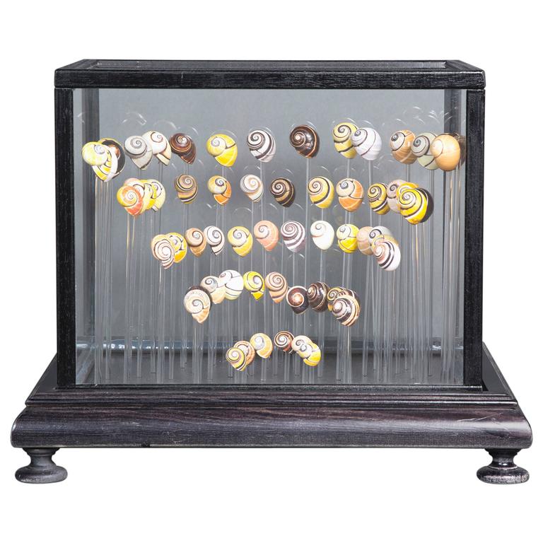 Very Nice Composition of Polymita Picta under Glass For Sale at 1stDibs ...