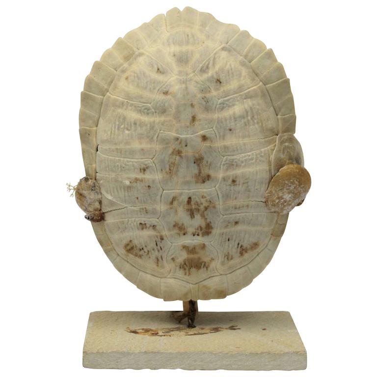 Decorated Bleached Fossil Turtle Shell on Base or Art Accessory at 1stDibs