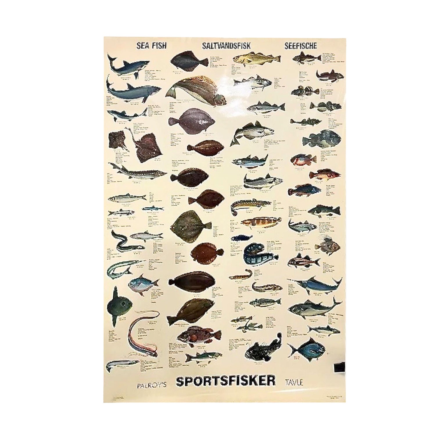Sea Fish Saltvandsfisk Rollable Poster Print Wall Chart, Denmark 1960s ...