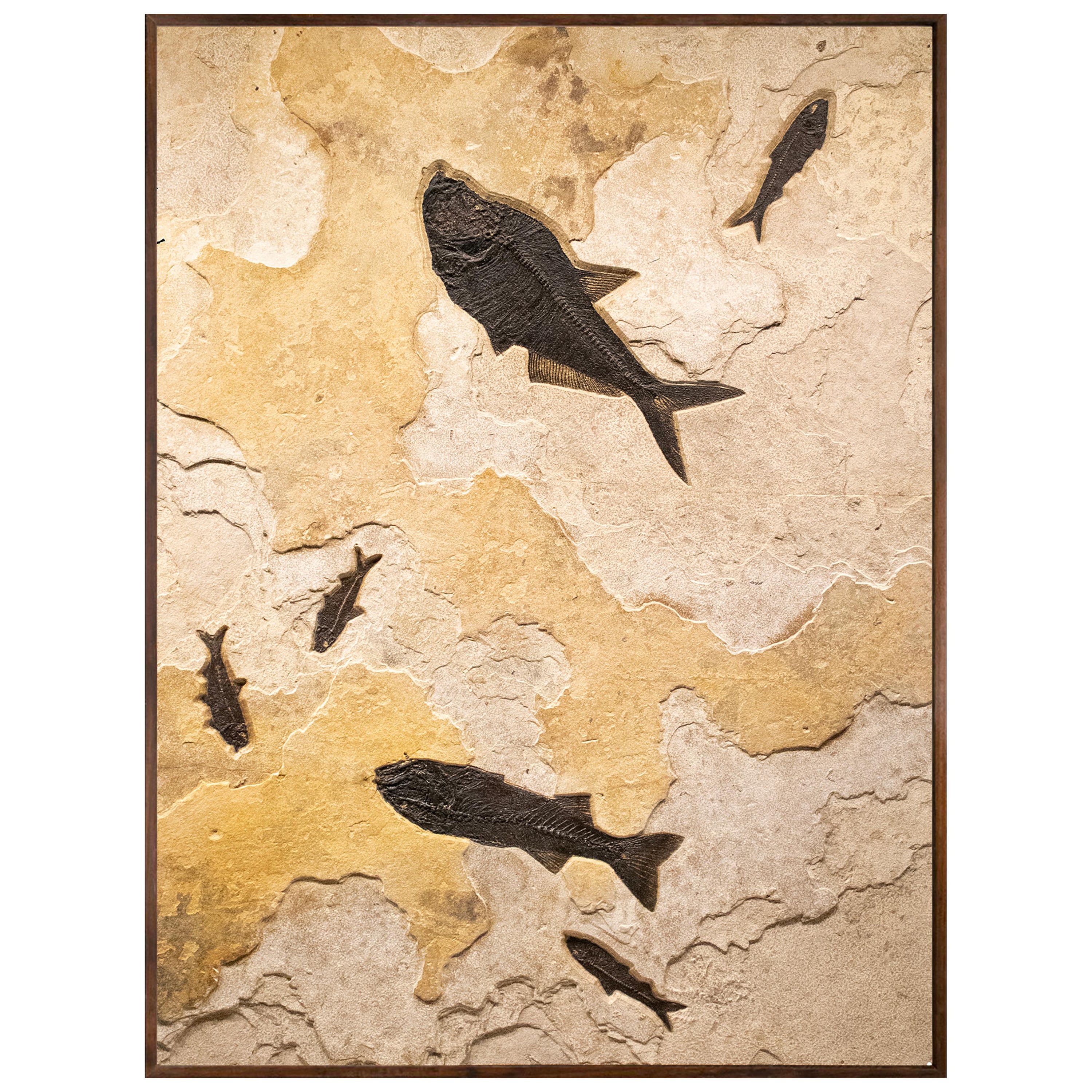 50 Million Year Old Eocene Era Fossil Fish Mural in Stone, from Wyoming ...