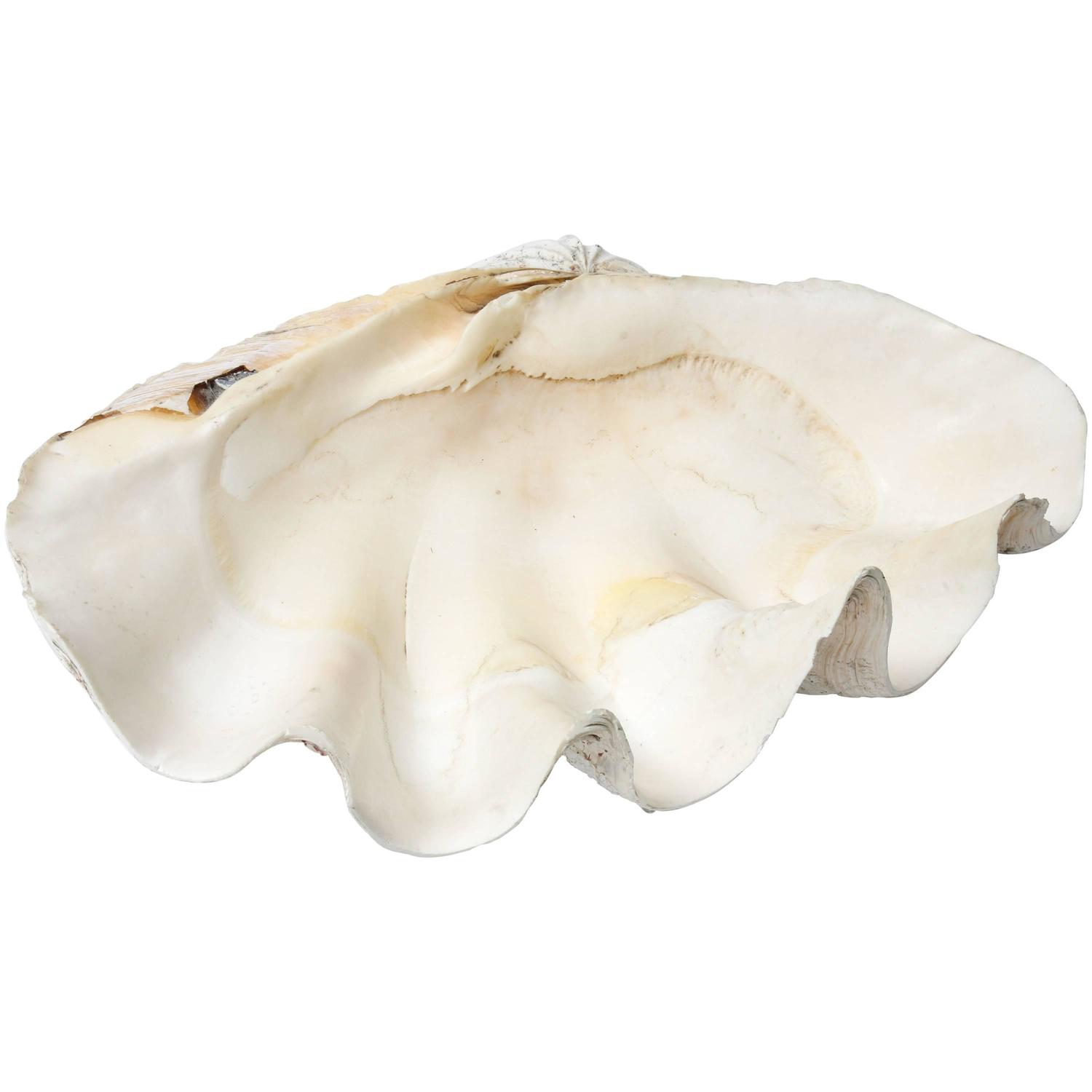 Large-Scale Tridacna Gigas Clam Shell from the Southern Pacific Ocean ...