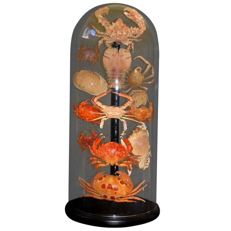 Collection of Crab Taxidermy at 1stDibs | taxidermy crab