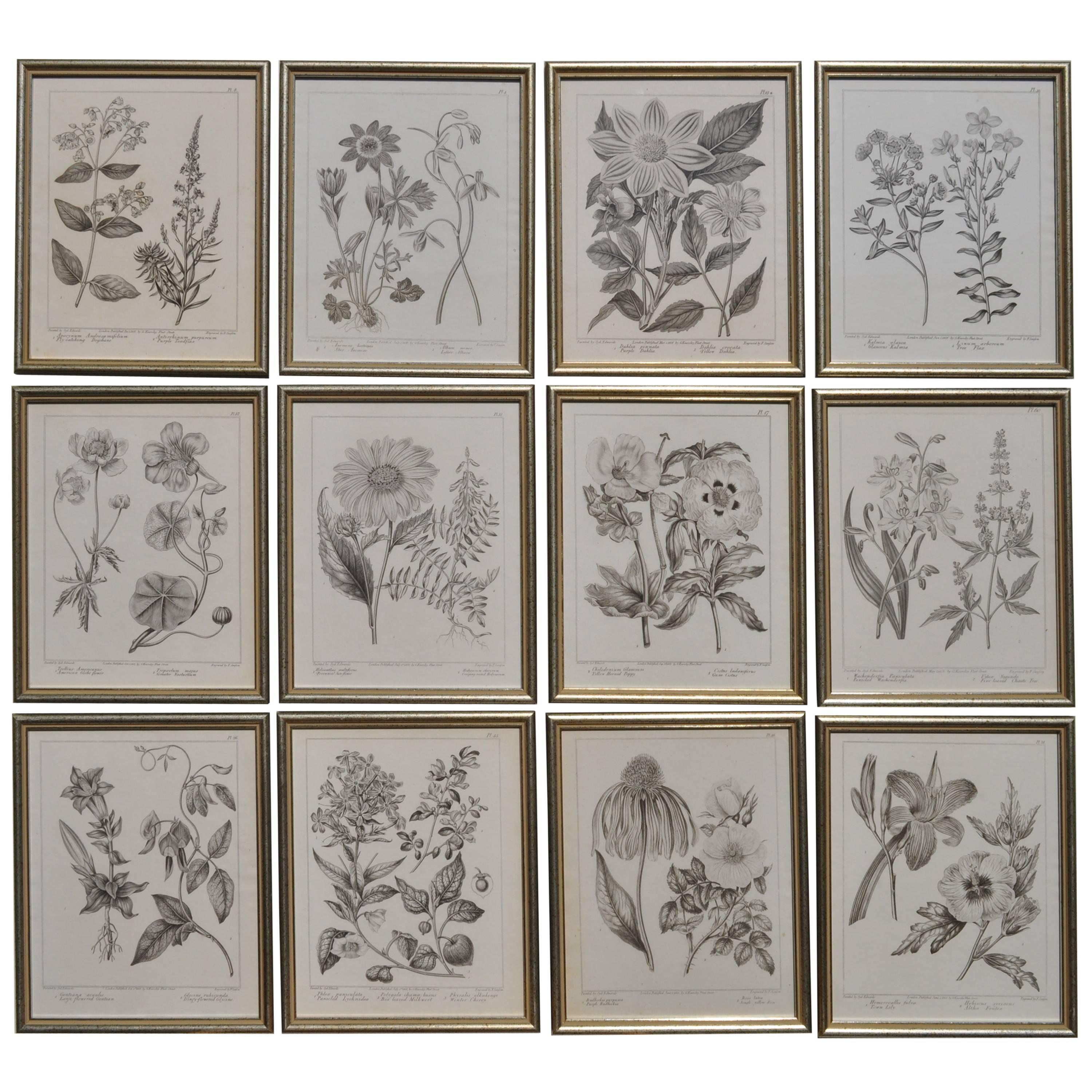 Rare 19th Century Antique Botanical Prints of Beautiful and Exotic ...