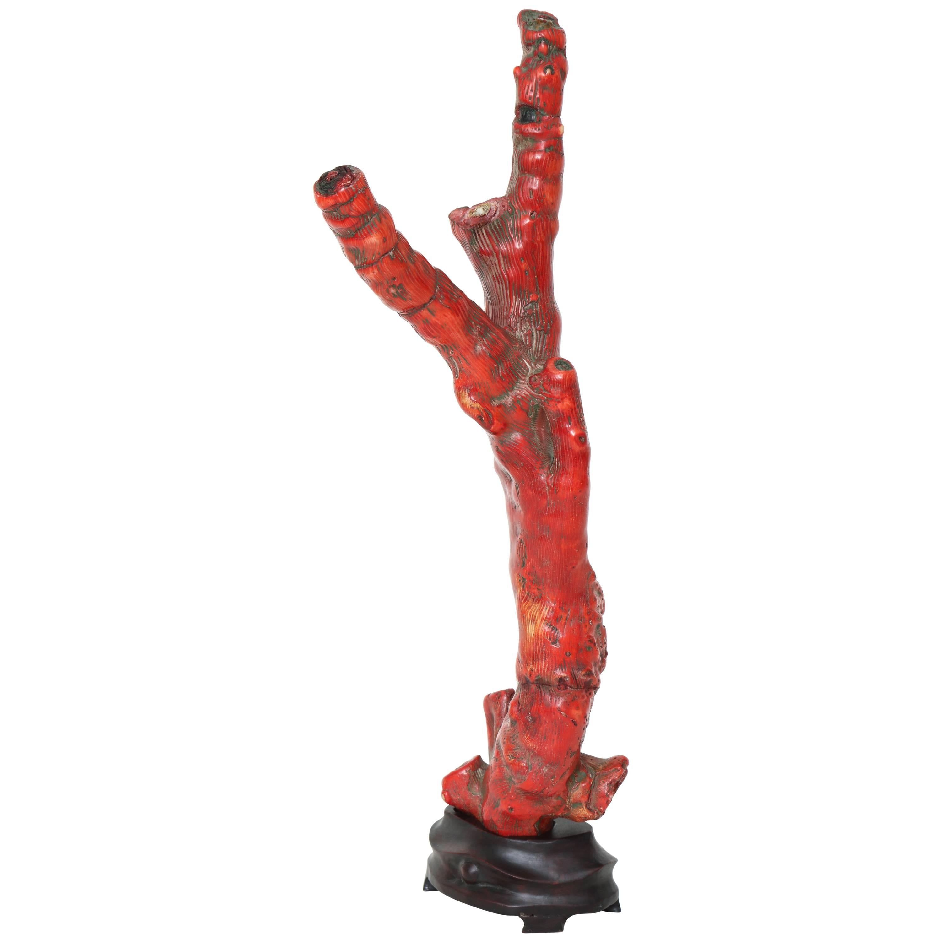 19th Century Red Coral Specimen Mounted on a Chinese Carved Wood Base ...