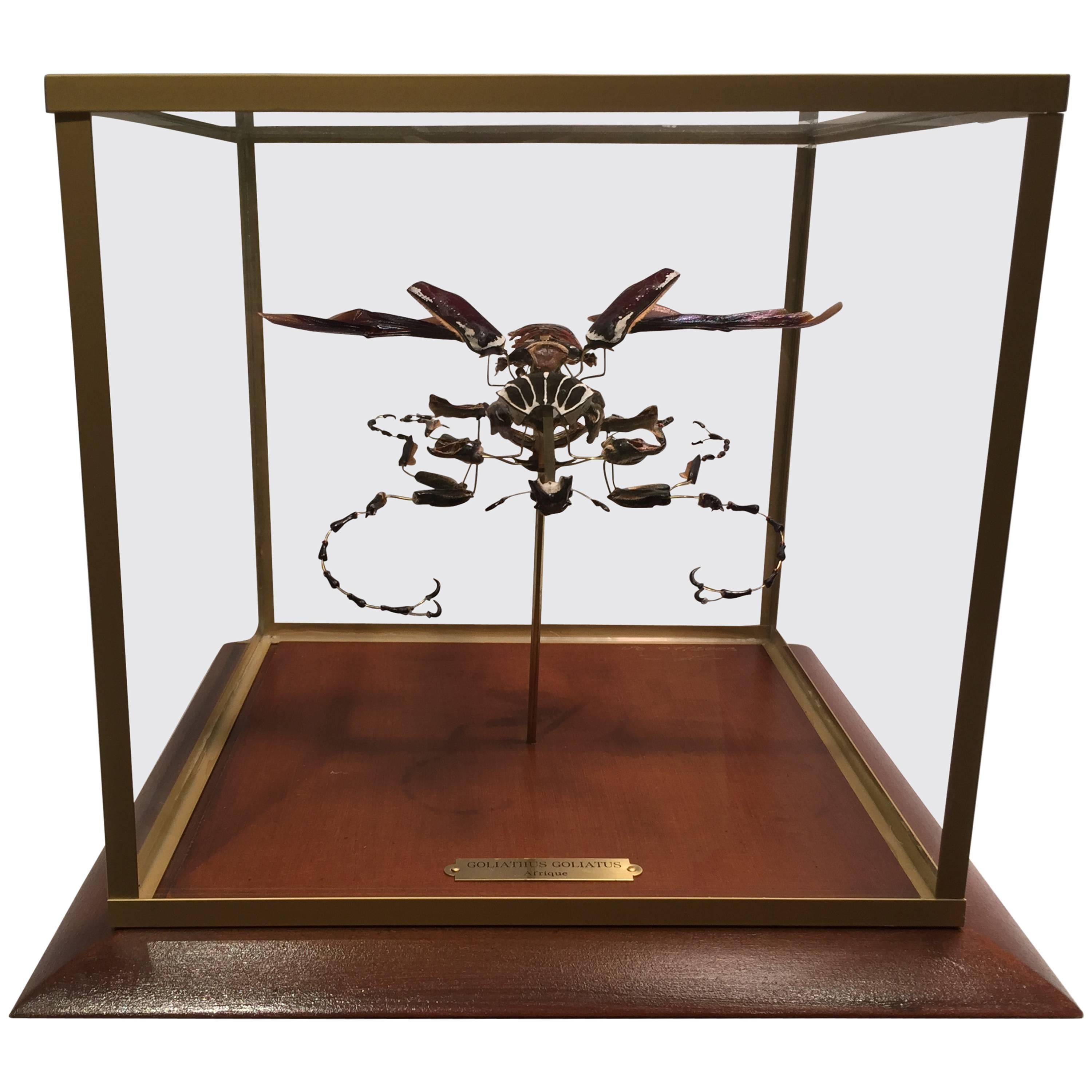 Goliathus Beetle, Deconstructed and Mounted 'The Largest Insect in the ...