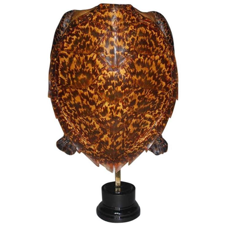 20th Century Sea Turtle Shell Shield on Stand at 1stDibs | turtle shell ...