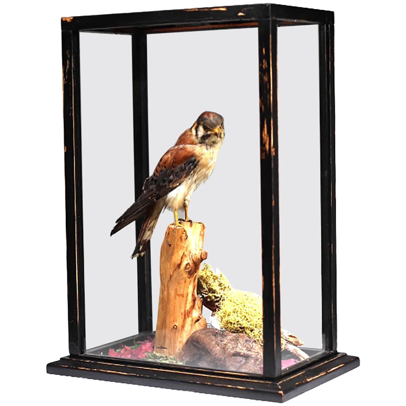 Early 20th Century Taxidermy Kestrel in Glass Case at 1stDibs
