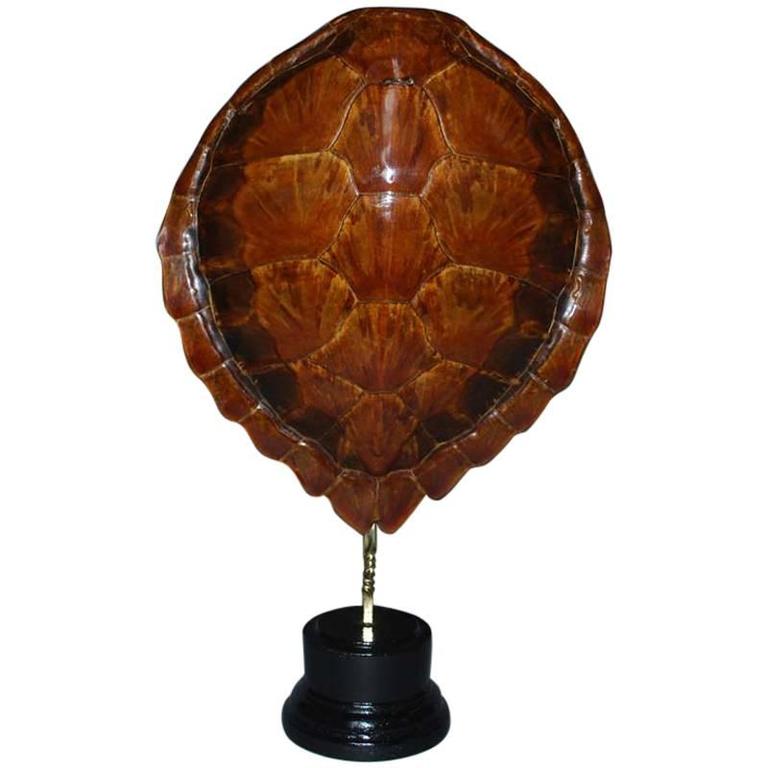 20th Century Sea Turtle Shell Shield on Stand at 1stDibs
