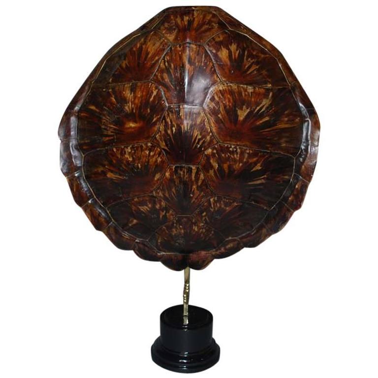 20th Century Sea Turtle Shell Shield on Stand at 1stDibs