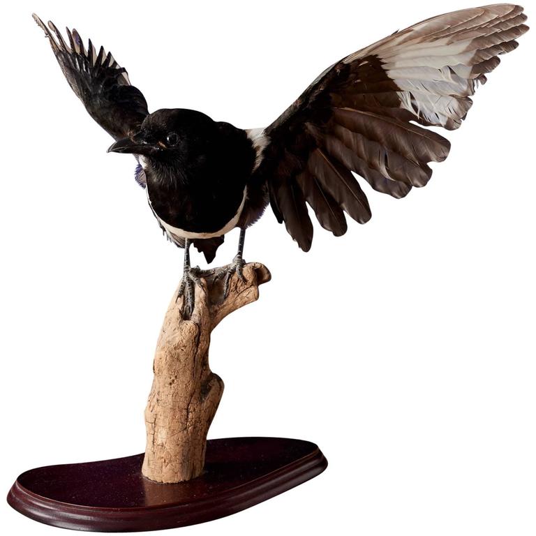 Stuffed Magpie at 1stDibs