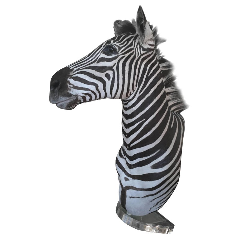 Zebra Mount Taxidermy at 1stDibs