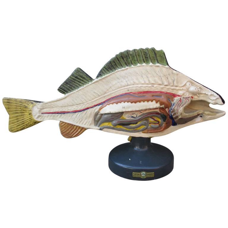 20th Century Hand-Painted Scientific Model of a Fish at 1stDibs