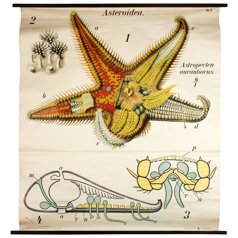 Early 20th Century Paul Pfurtscheller Zoological Wall Chart, Starfish ...