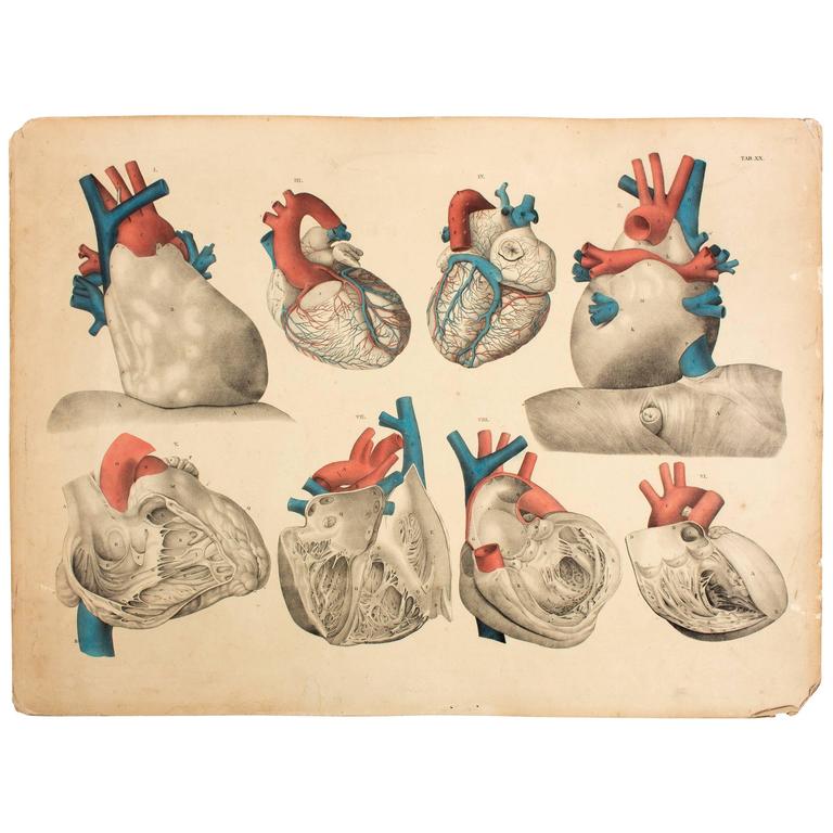 Vintage Anatomical School, Teaching Chart, M.J. Weber, 1830 For Sale at ...