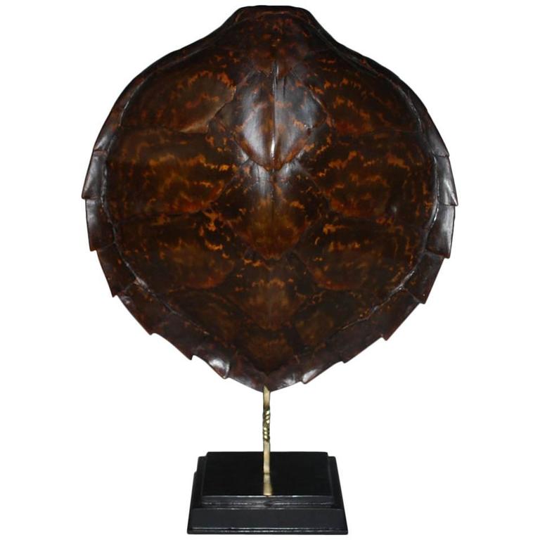 20th Century Sea Turtle Shell Shield on Stand at 1stDibs