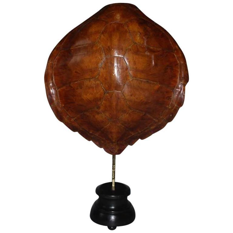 20th Century Sea Turtle Shell Shield on Stand at 1stdibs
