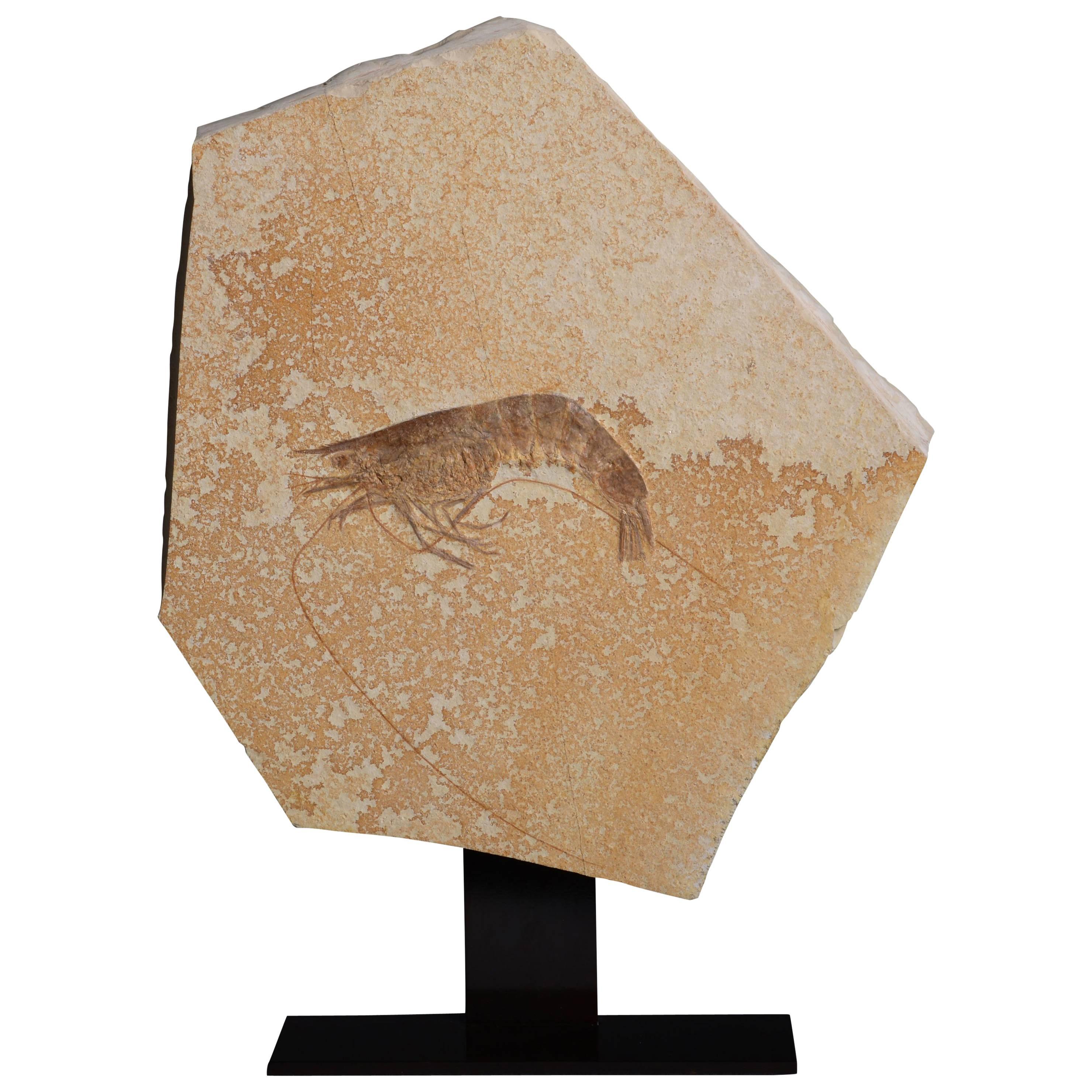Jurassic Shrimp Crustacean Fossil at 1stDibs