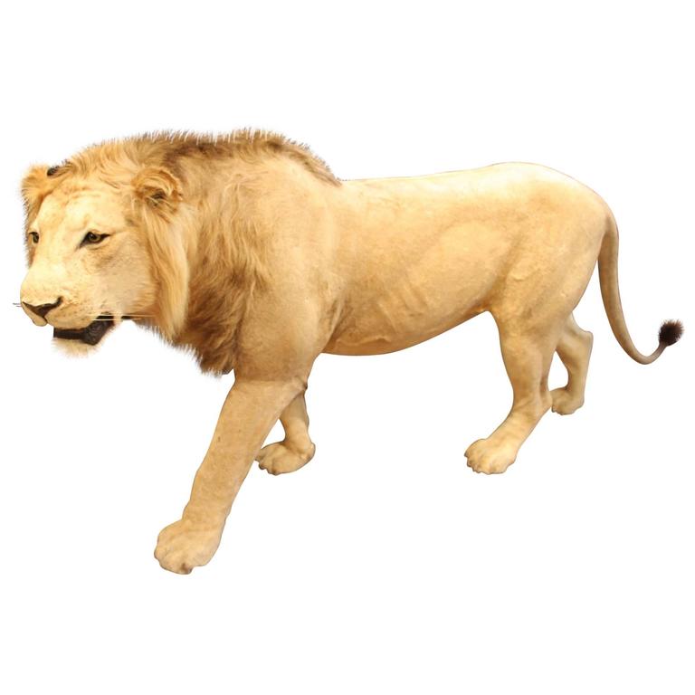 Taxidermy Lion, Full Body Mount at 1stDibs | full body lion taxidermy ...