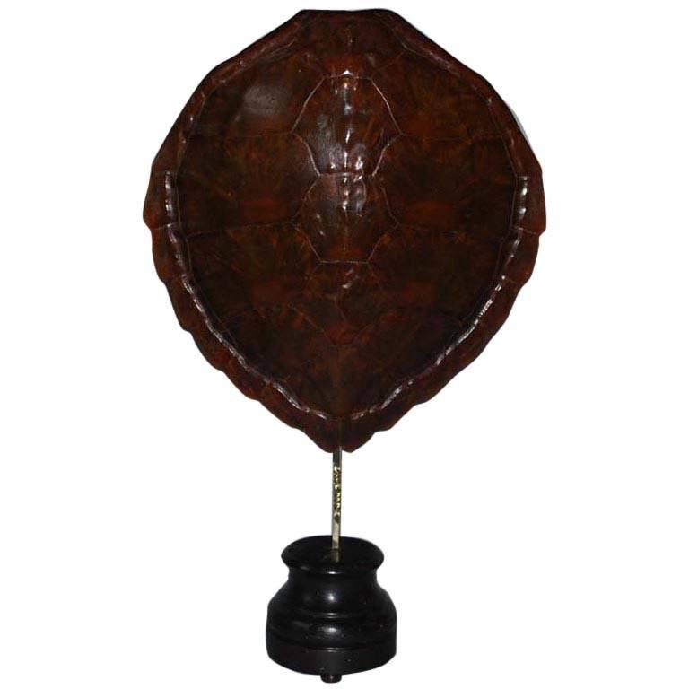 20th Century Sea Turtle Shell Shield on Stand at 1stDibs