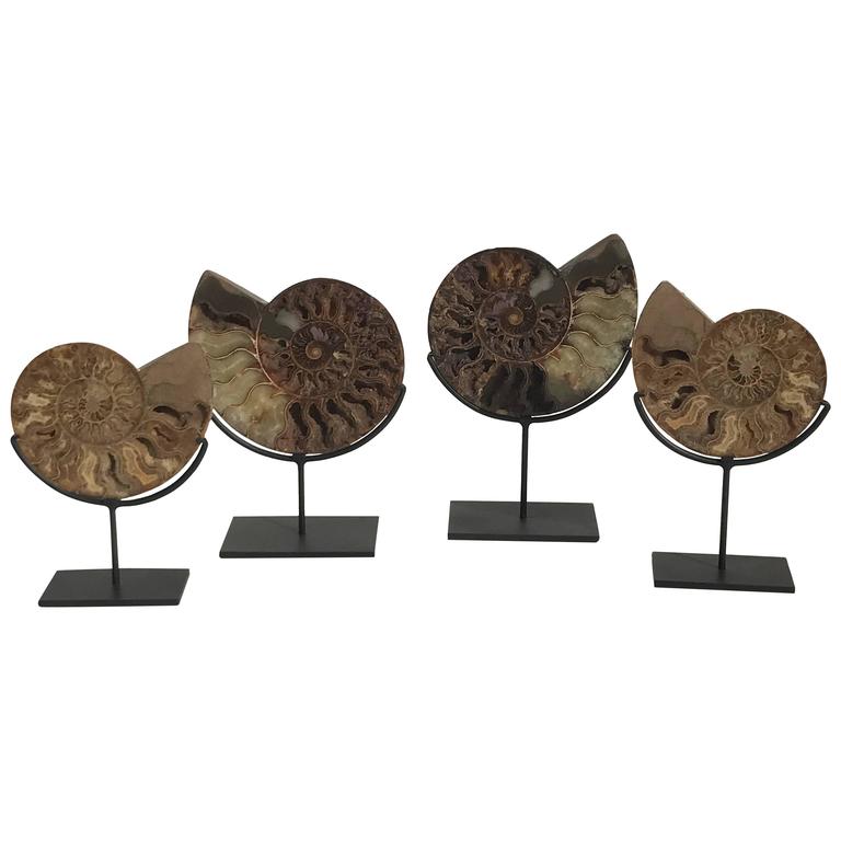 Set of Four Fossil Ammonites on Stands at 1stDibs