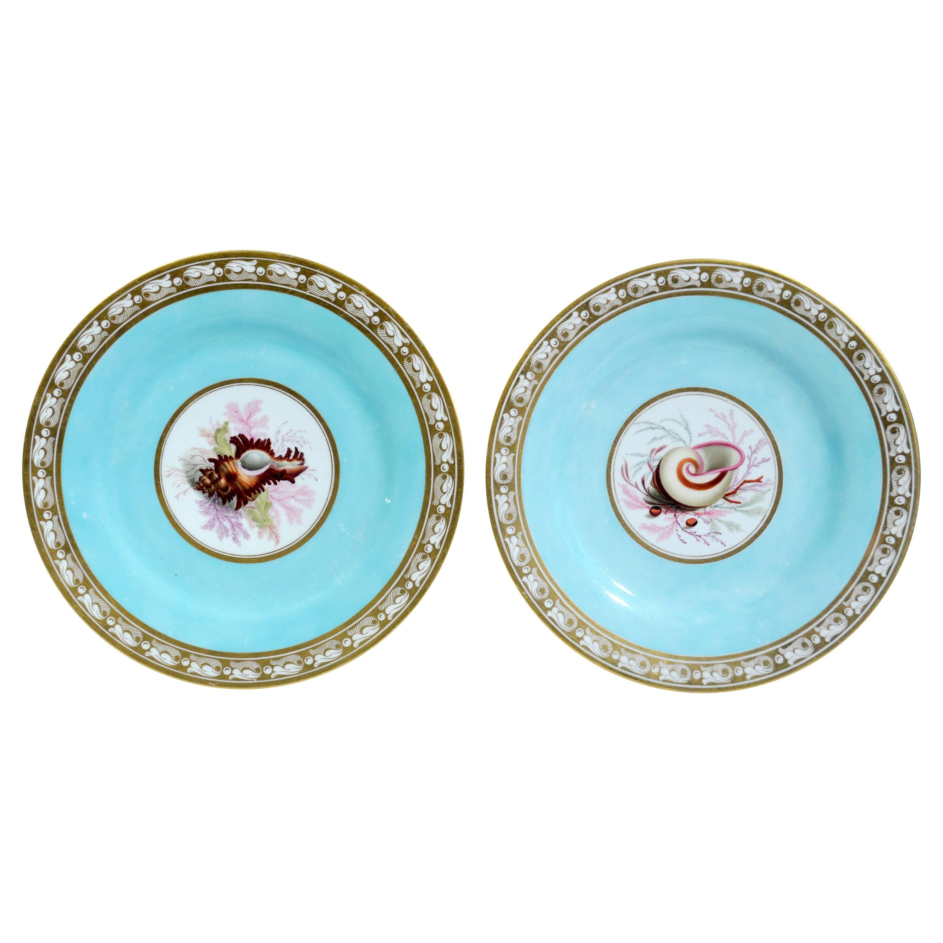 Regency Period Flight, Barr and Barr Worcester Sea-Shell Porcelain ...