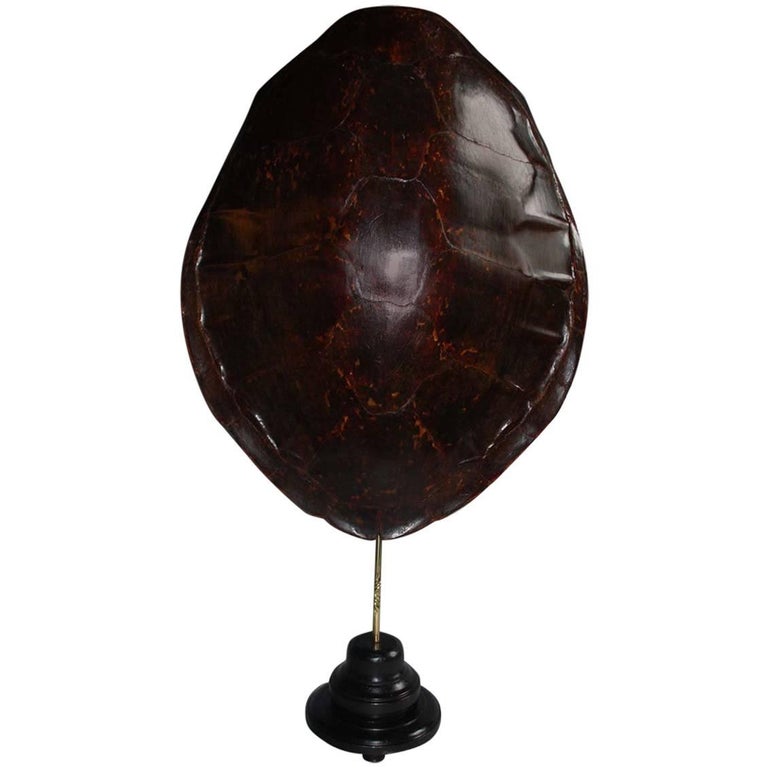 Extremely Large 20th Century Sea Turtle Shells Shield on Stand For Sale ...